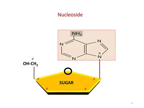 Nucleic Acid Chemistry Ppt