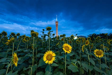 向日葵广州塔图片素材 向日葵广州塔设计素材 向日葵广州塔摄影作品 向日葵广州塔源文件下载 向日葵广州塔图片素材下载 向日葵广州塔背景素材 向日葵广州塔模板下载 搜索中心