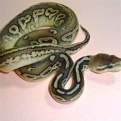 pewter fire ball python juvenile male