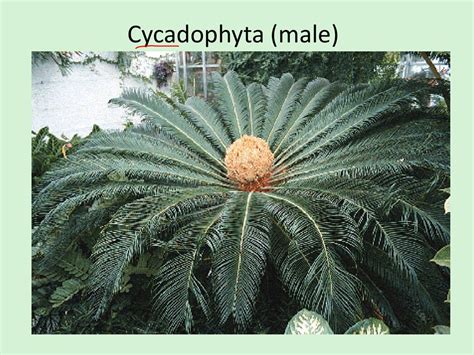 Plants Animals And Ecology Notes Ppt Download