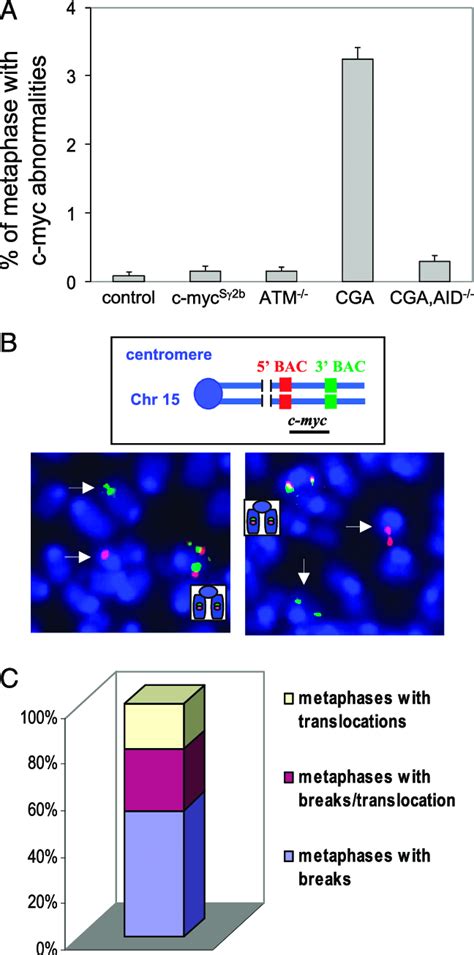 The Insertion Of An S Region Into The C Myc Locus Results In An Download Scientific Diagram