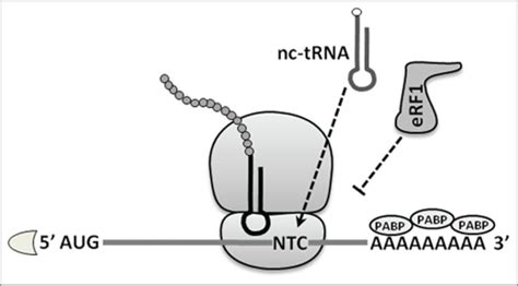 Translational Readthrough Potential Of Natural Termination Codons In Eucaryotes The Impact Of