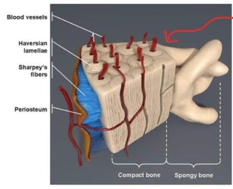 Pathophysiology Of MSK Disorders And Conditions Flashcards Quizlet