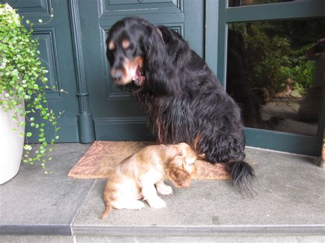 Eine Kleine Familiäre Cocker Spaniel Zucht Am Linken Niederhein