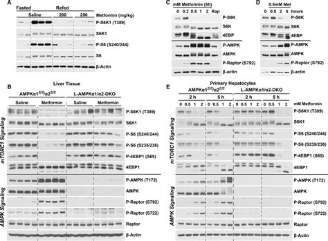 Metformin Inhibits Hepatic Mtorc1 Signaling Via Dose Dependent