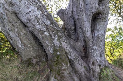 The Dark Hedges Tree Tunnel In Ballymoney Northern Ireland Stock Image