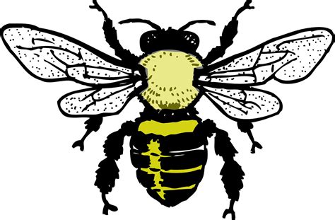 Download Honey Bee Bee Honey Royalty Free Vector Graphic Pixabay