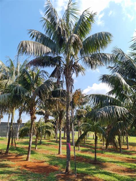 Kentia Palm Tree