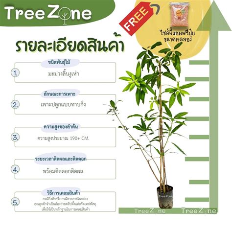 ต้นมะม่วงลิ้นงูเห่า ความสูง 200 Cm เป็นมะม่วงพันธุ์เบาคือ มีดอกและติดผลง่าย ผลดกเต็มต้นตามฤดู