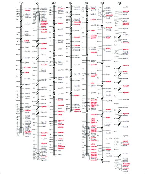 physical map constructed based on the 304 polymorphic ssr markers