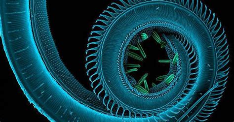 Moth Stuff Scanning Electron Microscope Photo Credit Derren Brown