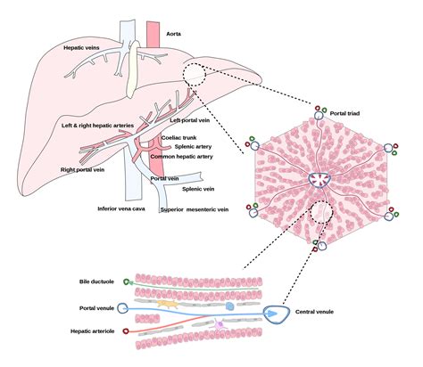 Liver Histology Sydney Norwest Gastroenterology Polypectomy