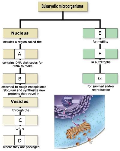 Hw Eukaryotes Flashcards Quizlet