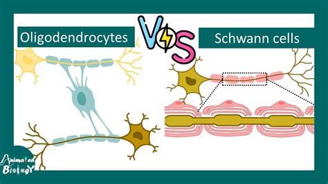 Oligodendrocytes Vs Schwann Cells The Ultimate Myelin Showdown Transtutor Blog