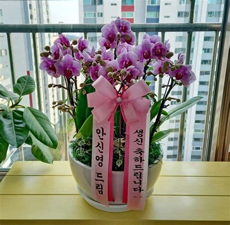 부채선인장 속 천년초 손바닥선인장 키우기와 약효