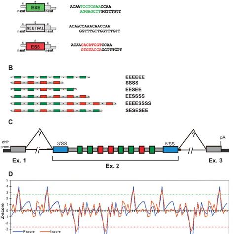 Correlations Between Exon Inclusion And Splicing Regulatory Elements Download Scientific