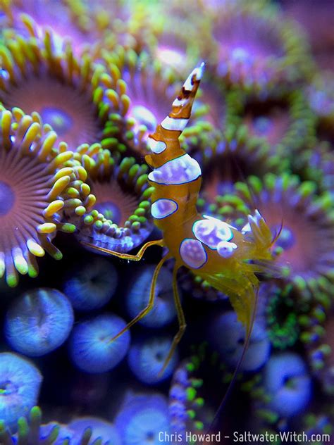 This Is My Buddy Thor Thor Amboinensis Otherwise Known As A Sexy Anemone Shrimp Strutting