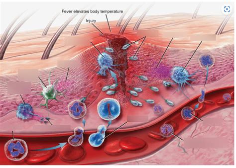 Immune System Pathogens Entering Body Diagram Quizlet