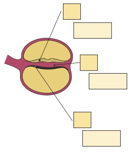 Midterm Diagram Diagram Quizlet Midterm Diagram Diagram Quizlet
