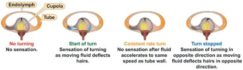 Vestibular System Aeromedical And Human Factors