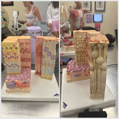 Retina Model Diagram Quizlet