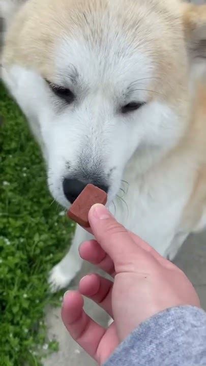 გაზაფხული Youtube