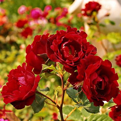 Роза Раффлс флорибунда Индиан купить в магазине Чистый Мир.