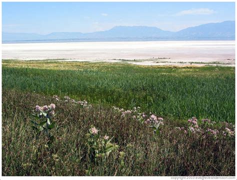 Grassy Terrain Of Antelope Island Photo Id 9349 Antelope