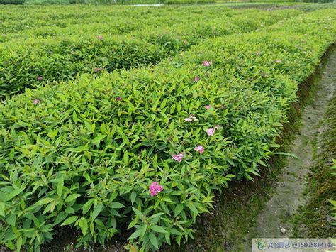 绣线菊介绍绣线菊别名绣线菊产地特征生长习性用途价值 365园林网