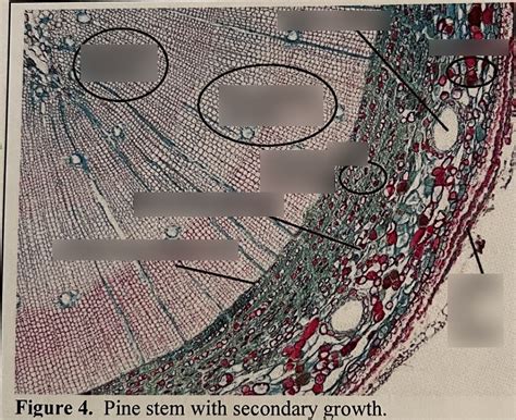 Pine Stem Diagram Quizlet