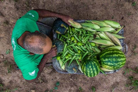 Farmers In Brazils Cerrado Cotton On To The Benefits Of Agroecology