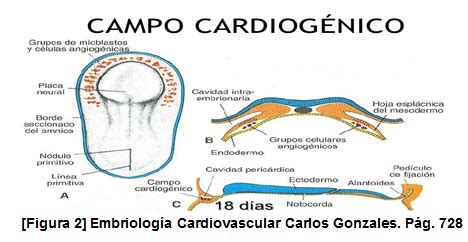 Desarrollo Embriologico Del Corazón Y Pericardio EmbriologÍa Del