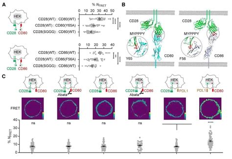 文献解读 T细胞自我激活新机制，增强抗肿瘤能力 知乎