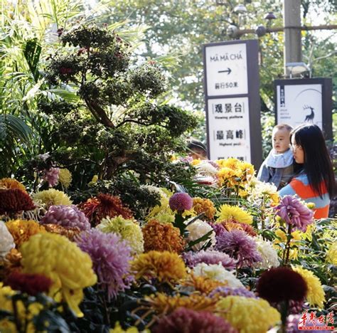 登高赏菊 焦点图 湖南在线 华声在线