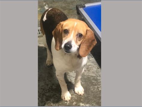 Annie Mae Adopted April 2025 Brewbeagles