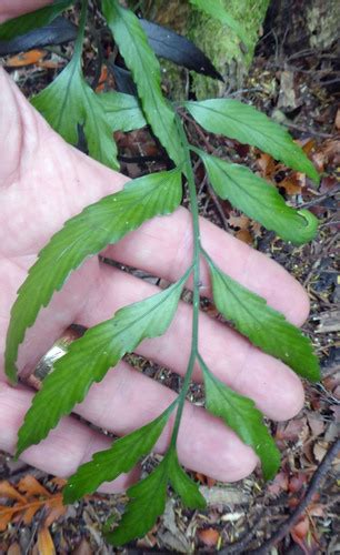 Hybrid Asplenium Flaccidum × Oblonolium · Inaturalist
