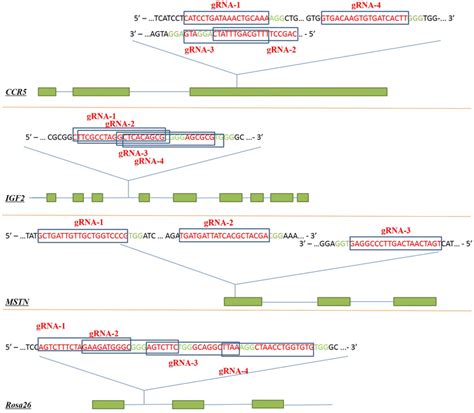 Schematic Representation Of Target Sites Of Single Guide RNAs SgRNAs Download Scientific