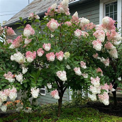 Full Grown Limelight Hydrangea Tree Factory Sale