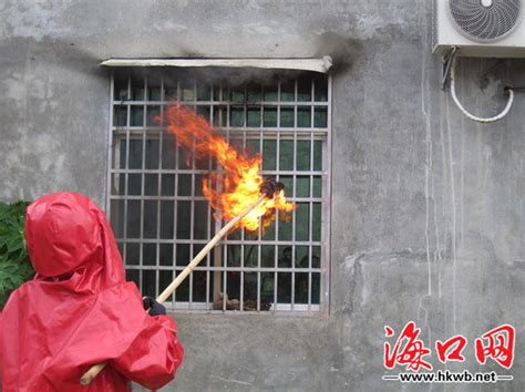 入夏以来三亚摘除马蜂窝50余个 避免市民被蜇伤隐患 海口网