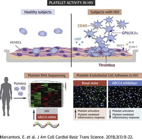 Platelet Transcriptome Profiling In Hiv And Atp Binding Cassette