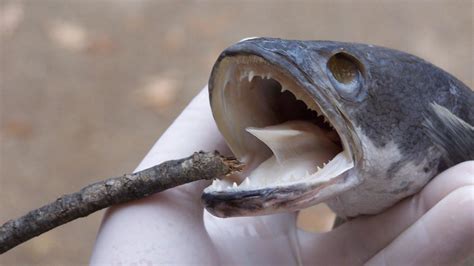 Snakehead Fish Teeth
