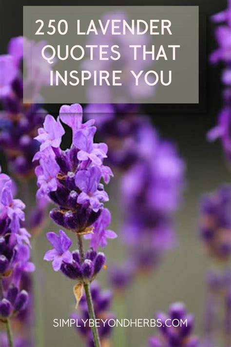 Best Lavender Quotes And Captions To Inspire You Simplybeyondherbs