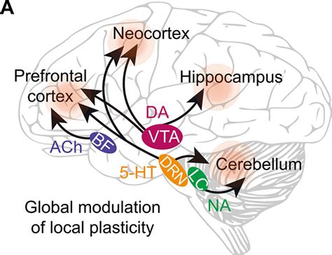 A Brain Inspired Algorithm That Mitigates Catastrophic Forgetting Of