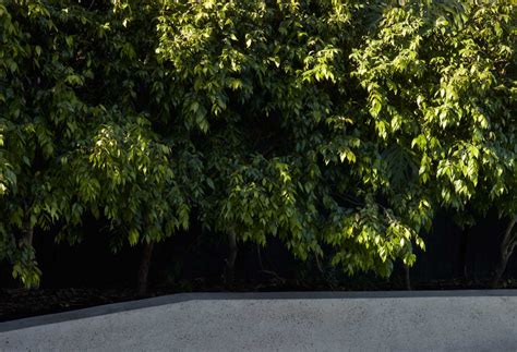 Weeping And Sculptural Trees Evergreen Trees Direct