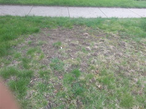 Weed Control How Do I Fix The Worst Lawn On The Street Gardening
