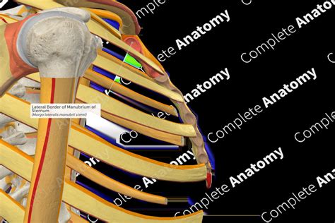 Lateral Border Of Manubrium Of Sternum Right Complete Anatomy