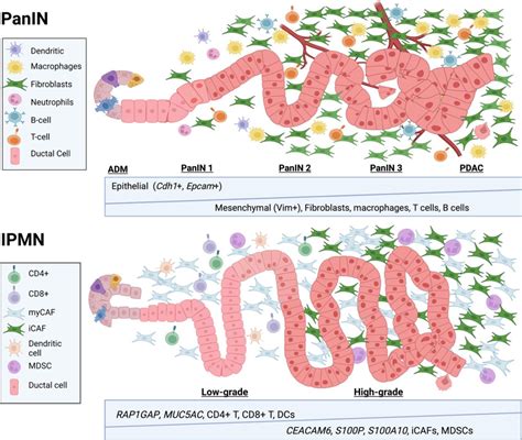 If 31！单细胞转录组学为胰腺生物学和疾病提供新见解 单细胞测序网