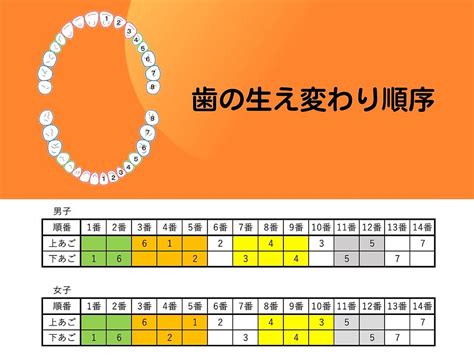 知っておきたい乳歯・永久歯の生え変わり時期と順番