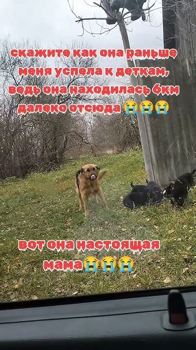 Помощь бездомным животным ️ Youtube