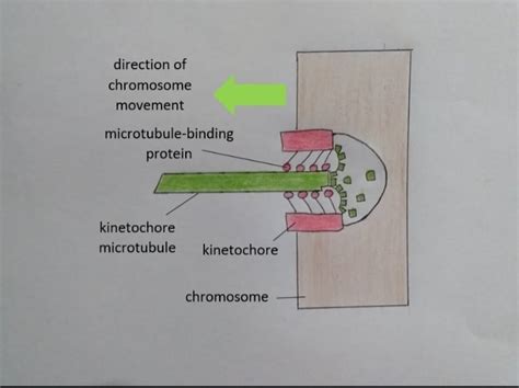 The Polar Movement Of Chromosomes During Anaphase A Is Assoc Quizlet